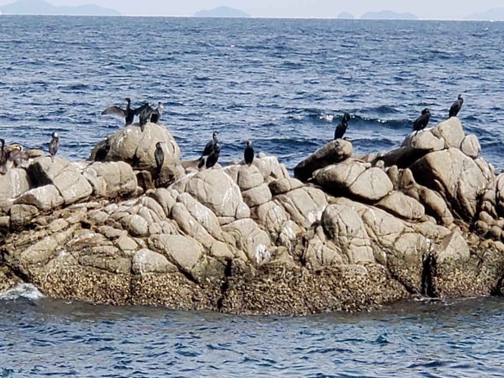 No.2″Genkai Island Monitor Day Trip Picnic Plan” 第2弾「玄海島モニター日帰りピクニック ...